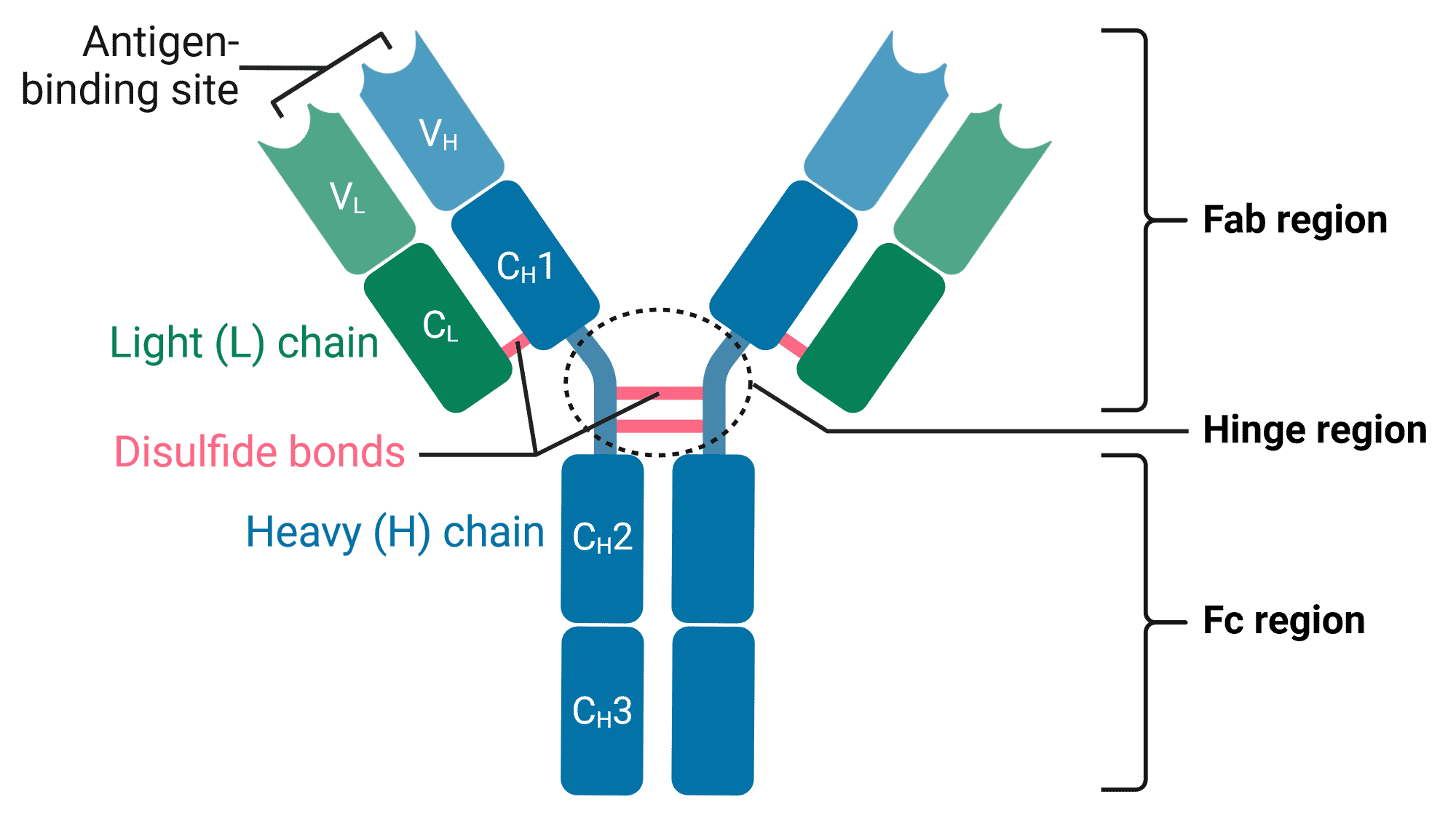 Antibody Structure, Isotypes and Formats | Antibodies.com