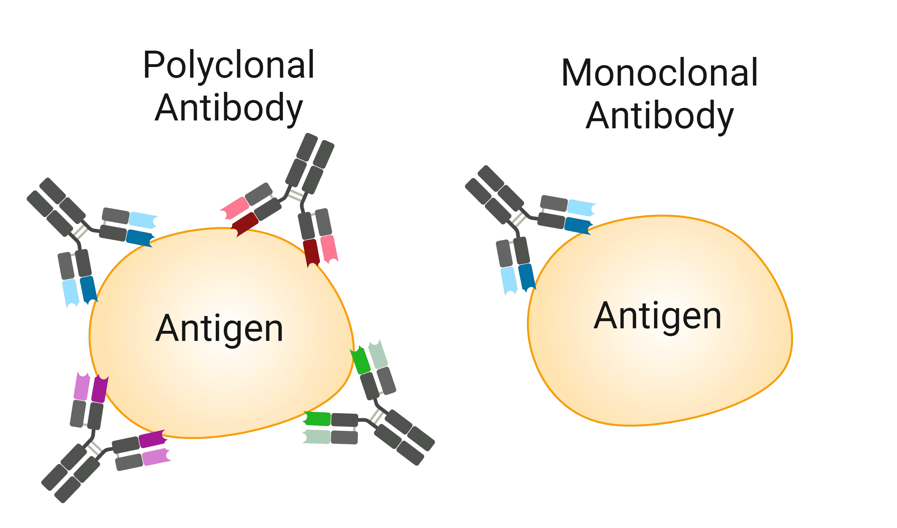 Polyclonal and Monoclonal Antibodies: Production and Purification