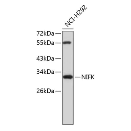 Nucleolar Markers | Antibodies.com