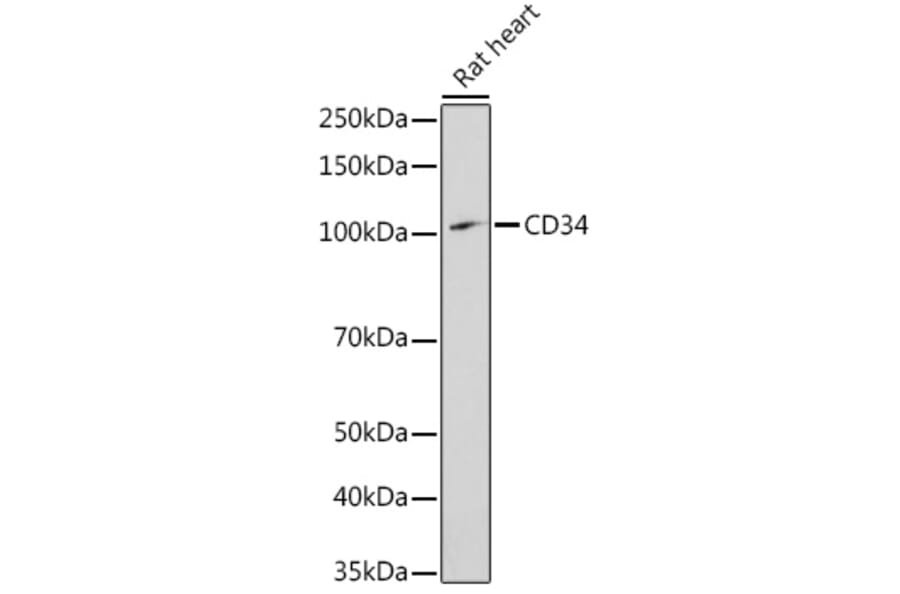 Anti-CD34 Antibody (A11191) | Antibodies.com