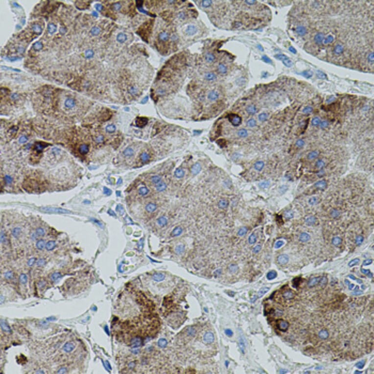 Anti Amyloid Precursor Protein Antibody A12538