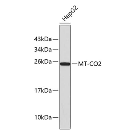 MTCO2 Antibodies | Antibodies.com