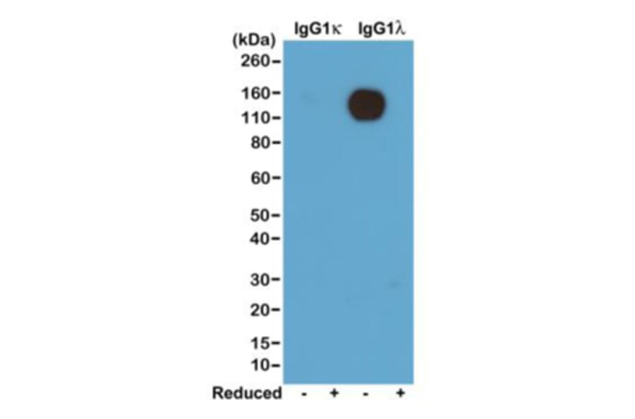 Anti-Mouse Ig Lambda Light Chain Antibody [RM110] (A121311)
