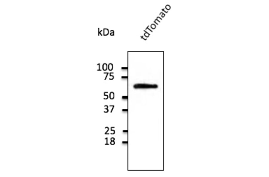 Anti-tdTomato Antibody (A121690) | Antibodies.com