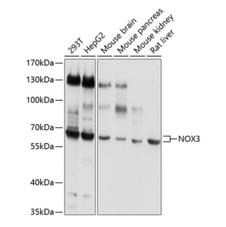 NOX3 Antibodies | Antibodies.com