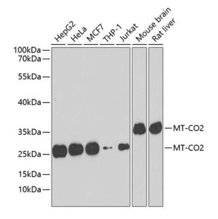 MTCO2 Antibodies | Antibodies.com
