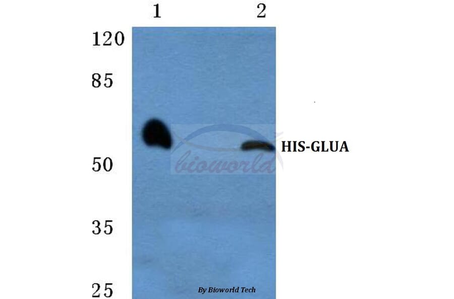 Anti-His-tag Antibody (A24860) | Antibodies.com
