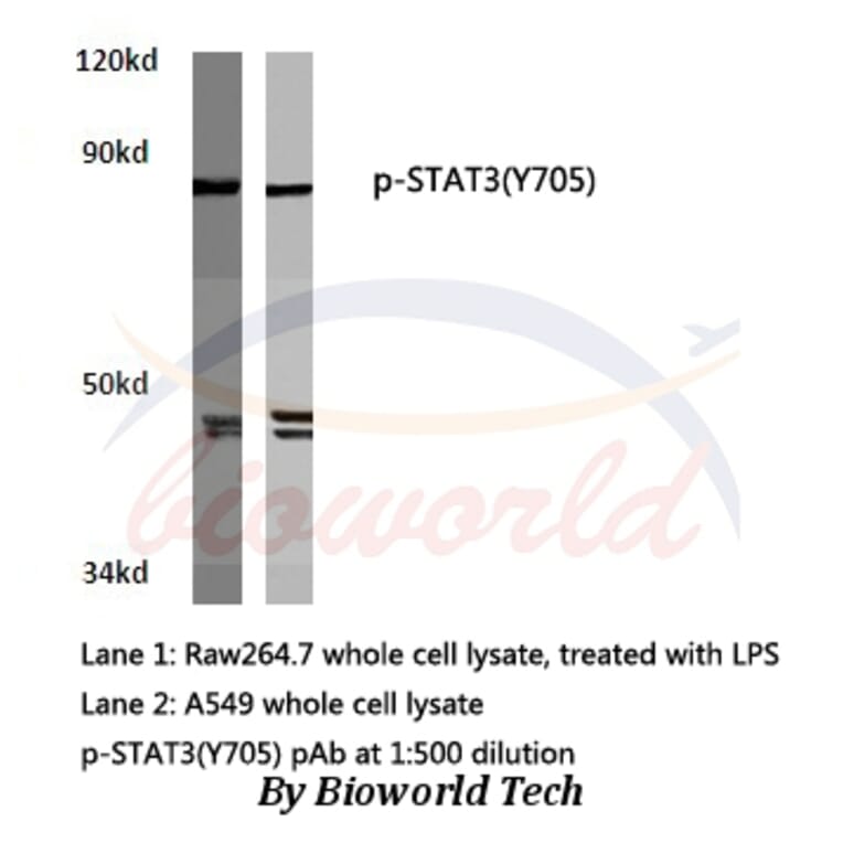 Anti-Stat3 (phospho-Y705) Antibody (A24894) | Antibodies.com