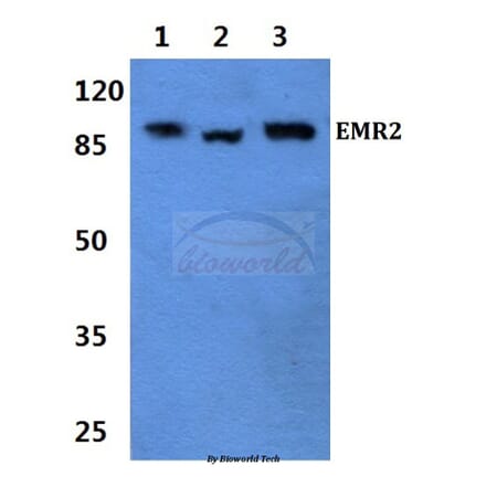 EMR2 Antibodies | Antibodies.com