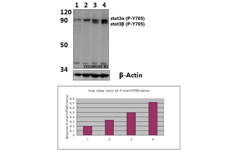Anti-Stat3 (phospho-Y705) Antibody (A27459) | Antibodies.com