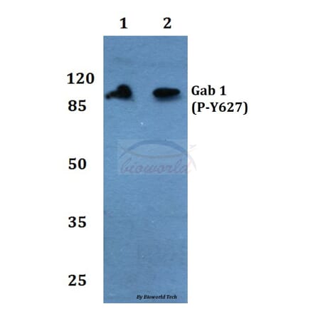 GAB1 Antibodies | Antibodies.com