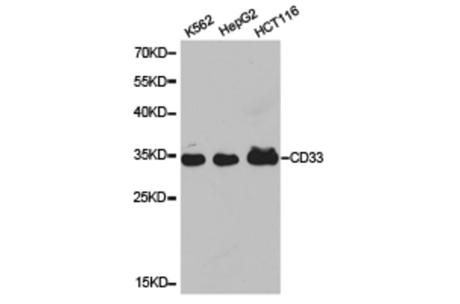 Anti-CD33 Antibody (A29804) | Antibodies.com