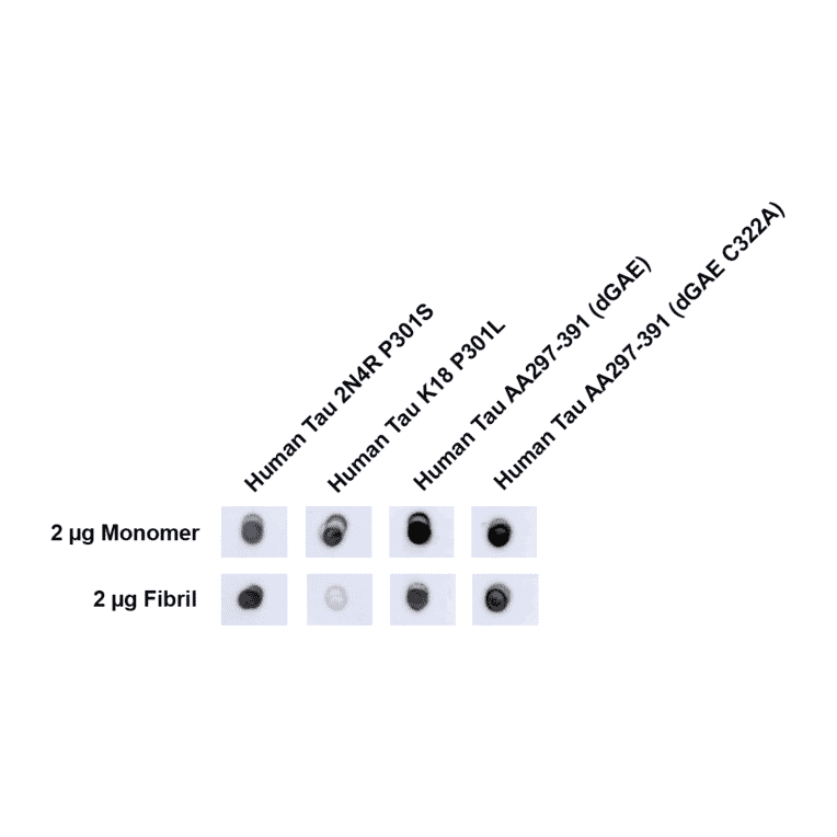 Anti-Truncated Tau Fragment (aa 297-391) Antibody (A304949)