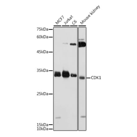 Centrosome Markers | Antibodies.com