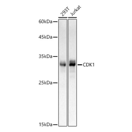 Centrosome Markers | Antibodies.com