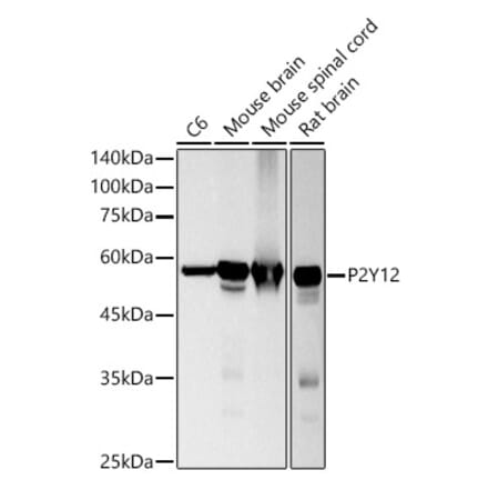 P2Y12 Antibodies | Antibodies.com