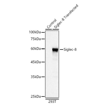 SIGLEC8 Antibodies | Antibodies.com