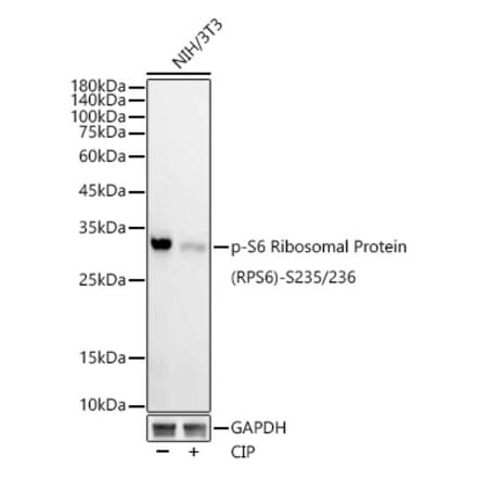 RPS6 Antibodies | Antibodies.com