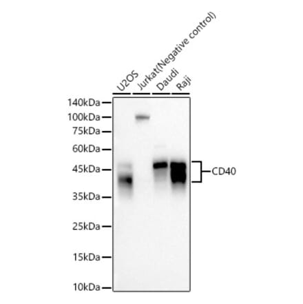CD40 Antibodies + "WB" | Antibodies.com