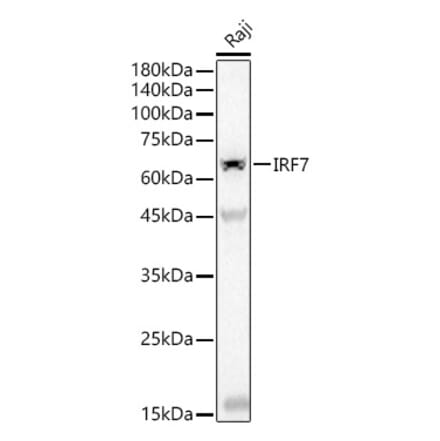 IRF7 Antibodies | Antibodies.com