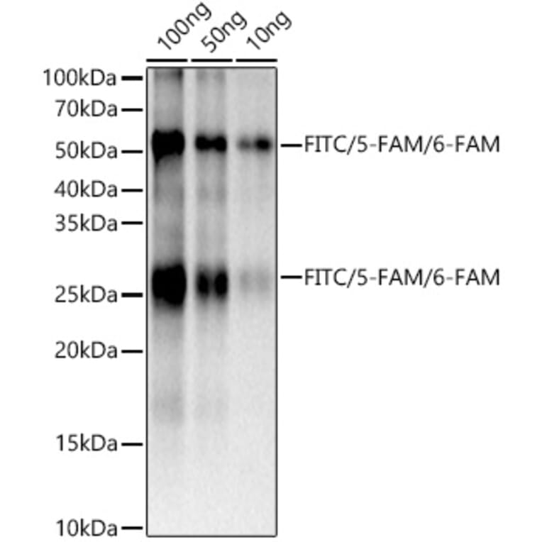 Anti-FITC/5-FAM/6-FAM Antibody [ARC51071] (A309593) | Antibodies.com