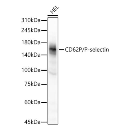 CD62P Antibodies | Antibodies.com