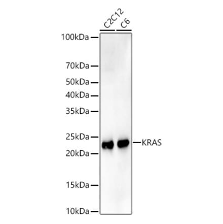 KRAS Antibodies | Antibodies.com