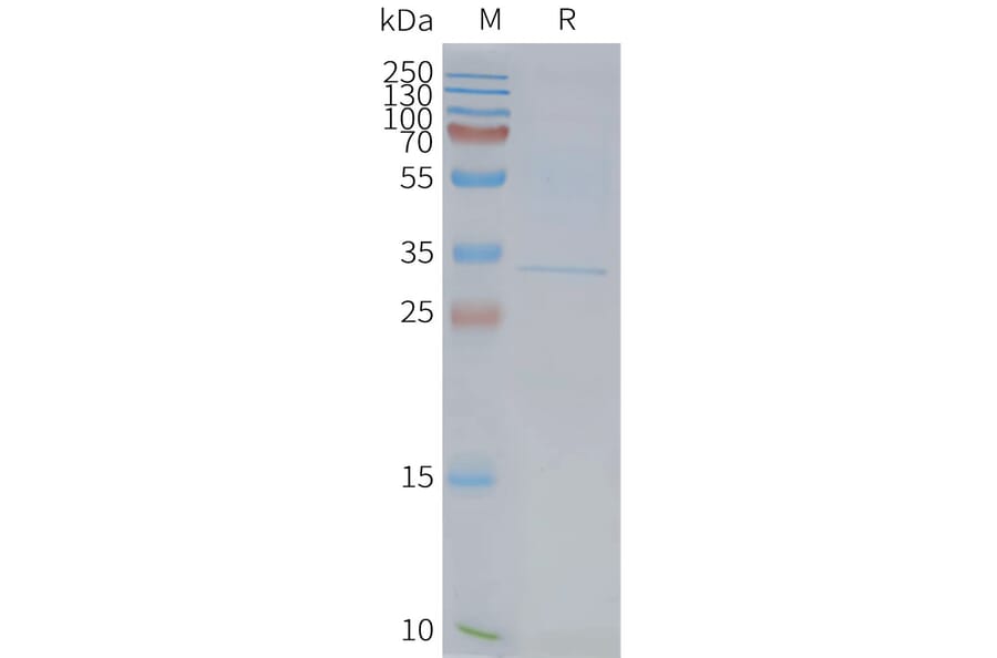 Synthetic Nanodisc Human GPCR GPR40 Protein (A318419)