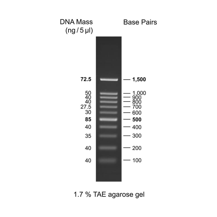 100bp DNA Ladder (Ready-to-Use) (A318969) | Antibodies.com