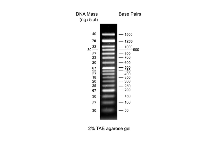 50bp DNA Ladder (Ready-to-Use) (A318973) | Antibodies.com
