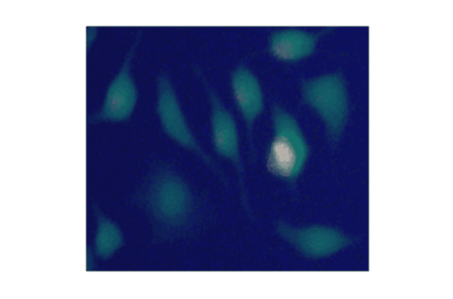 Live and Dead Cell Double Staining Kit (A319650) | Antibodies.com Live and Dead Cell Double Staining Kit (A319650) | Antibodies.com
