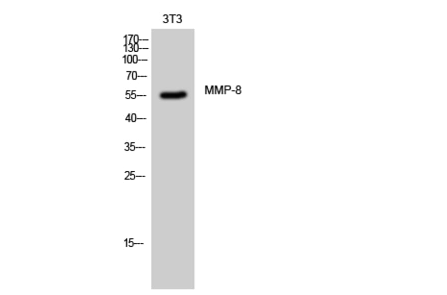 Anti-MMP-8 Antibody (A35933) | Antibodies.com