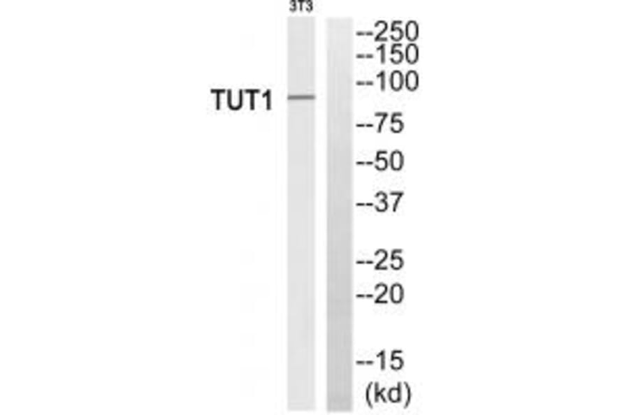 Anti-TUT1 Antibody (A38645) | Antibodies.com