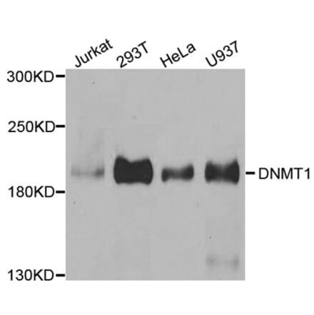 DNMT1 Antibodies | Antibodies.com