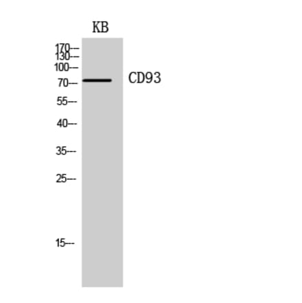 CD93 Antibodies | Antibodies.com