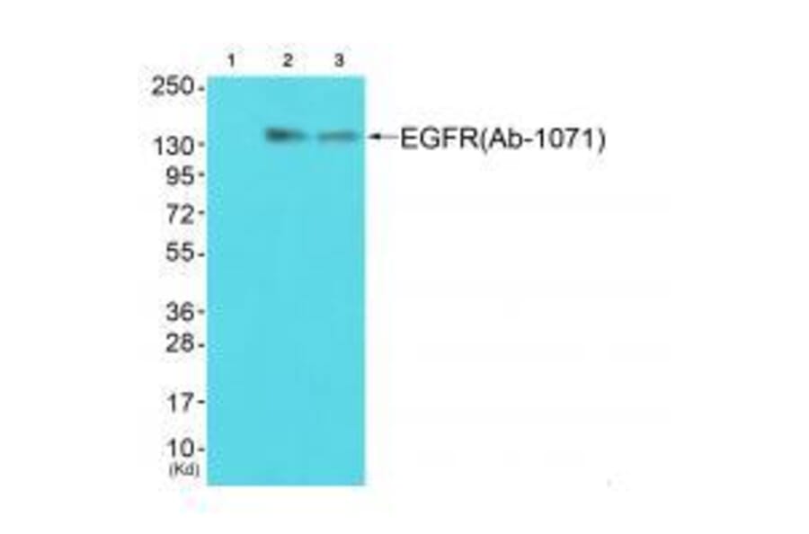 Anti-EGFR (Ab-1071) Antibody (A41332) | Antibodies.com