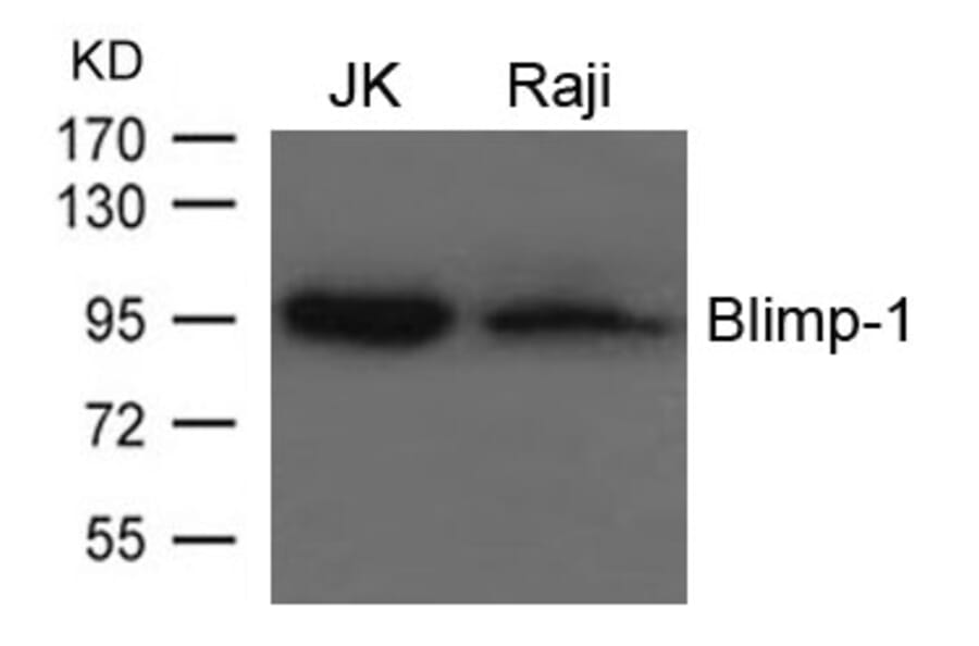 Anti-Blimp-1 Antibody (A41777) | Antibodies.com
