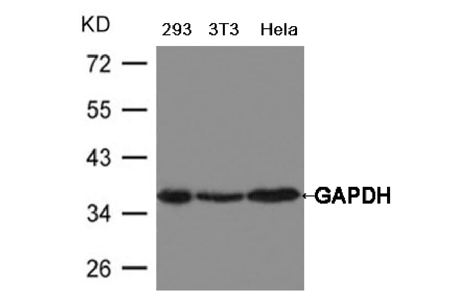 Anti-GAPDH Antibody (A42612) | Antibodies.com