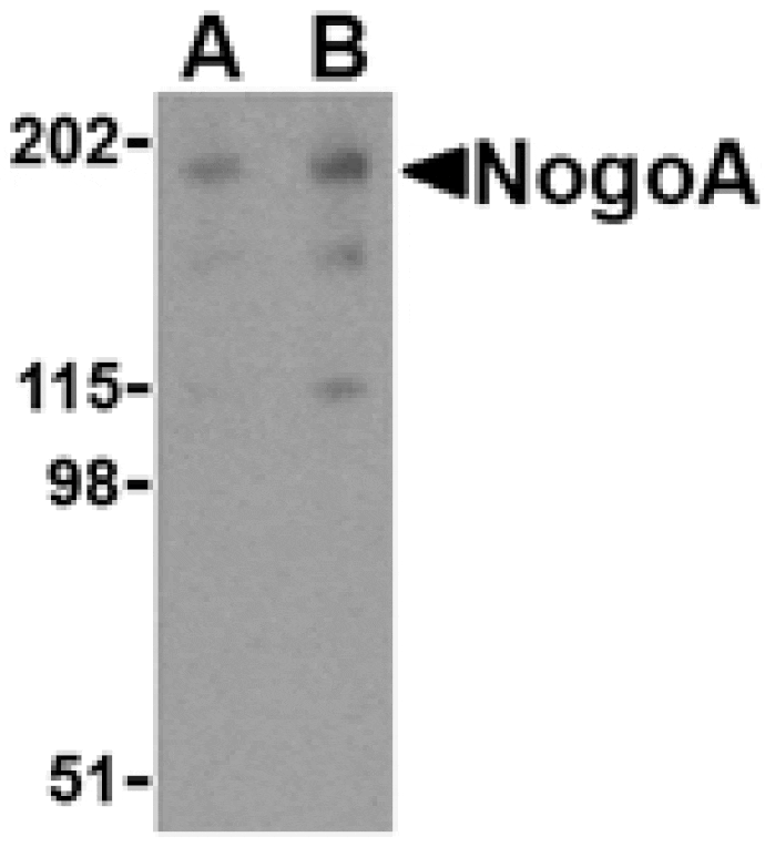 Anti-NogoA Antibody (A47911) | Antibodies.com