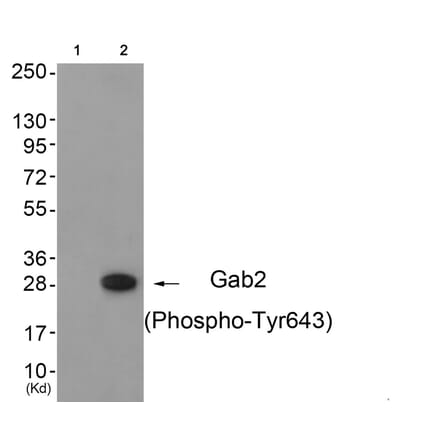 GAB2 Antibodies | Antibodies.com