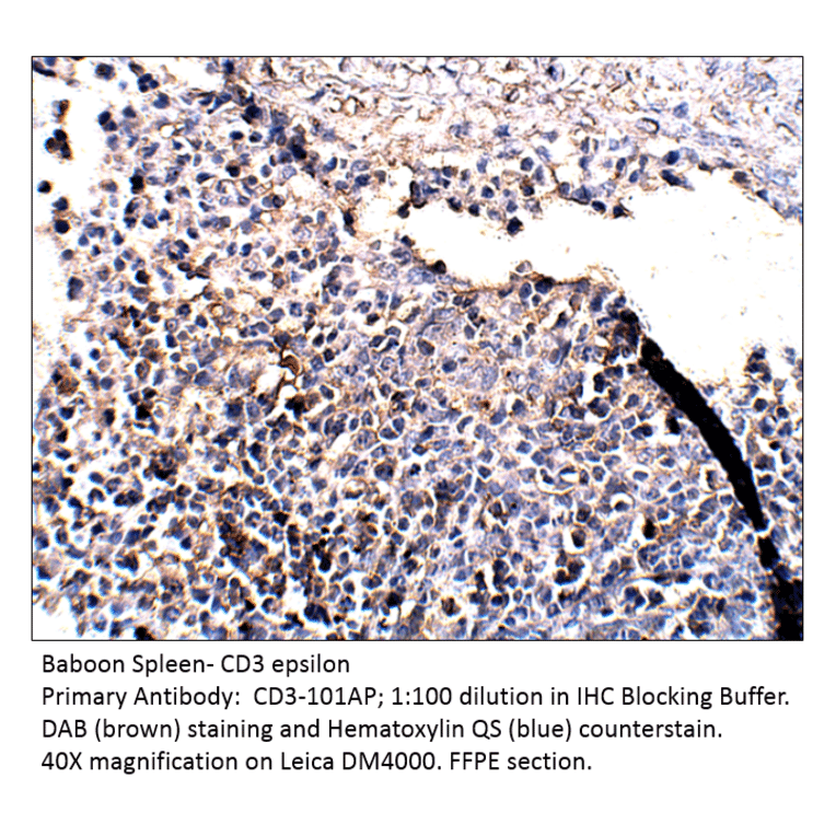 Anti-CD3 epsilon Antibody (A54302) | Antibodies.com