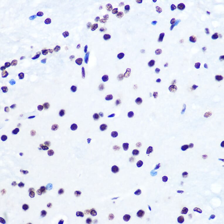 Anti Histone H2a X Antibody [arc0590] A80673