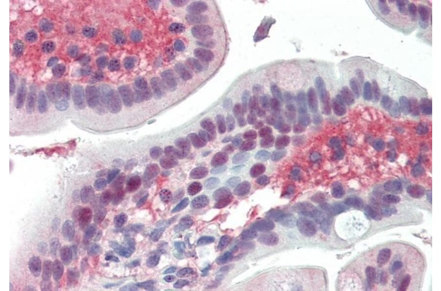 Anti-EGR2 Antibody (A84367) | Antibodies.com