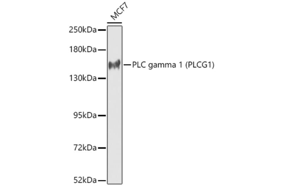 Anti-PLC-gamma-1 Antibody (A92001) | Antibodies.com