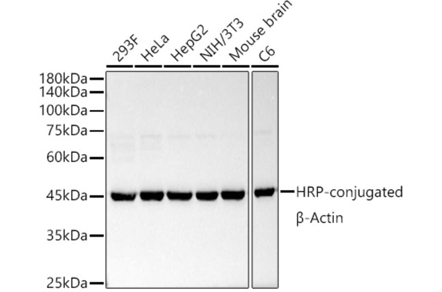 Anti-beta Actin Antibody [ARC5115-01] (HRP) (A92928)