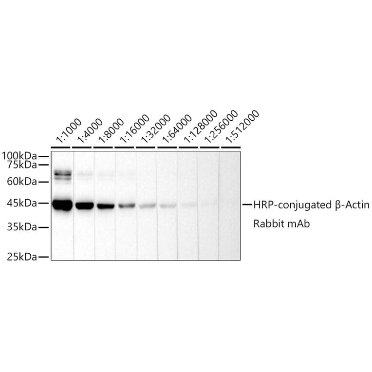 Anti-beta Actin Antibody [ARC5115-01] (HRP) (A92928)
