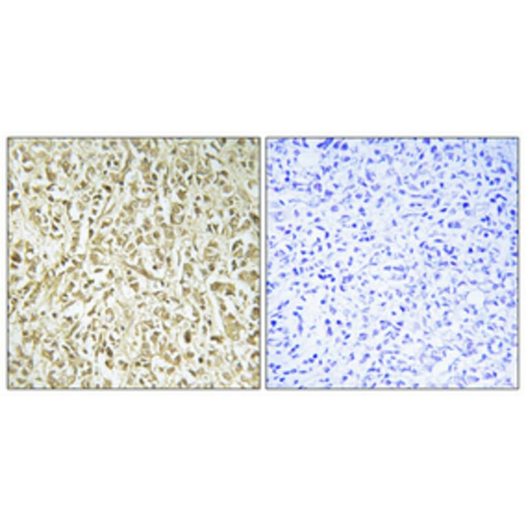 Anti Dna Polymerase Lambda Antibody A94076