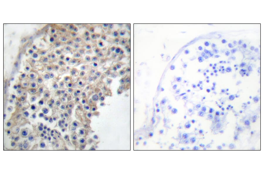 Anti Adrenergic Receptor Alpha 2a Antibody A94129