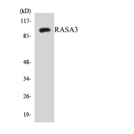 RASA3 Antibodies | Antibodies.com