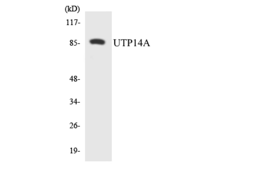 Anti-UTP14A Antibody (A98739) | Antibodies.com